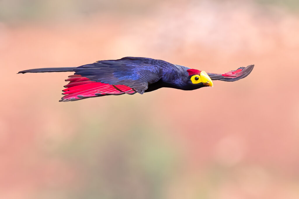GALLERY – Birds, Wildlife and Conservation
