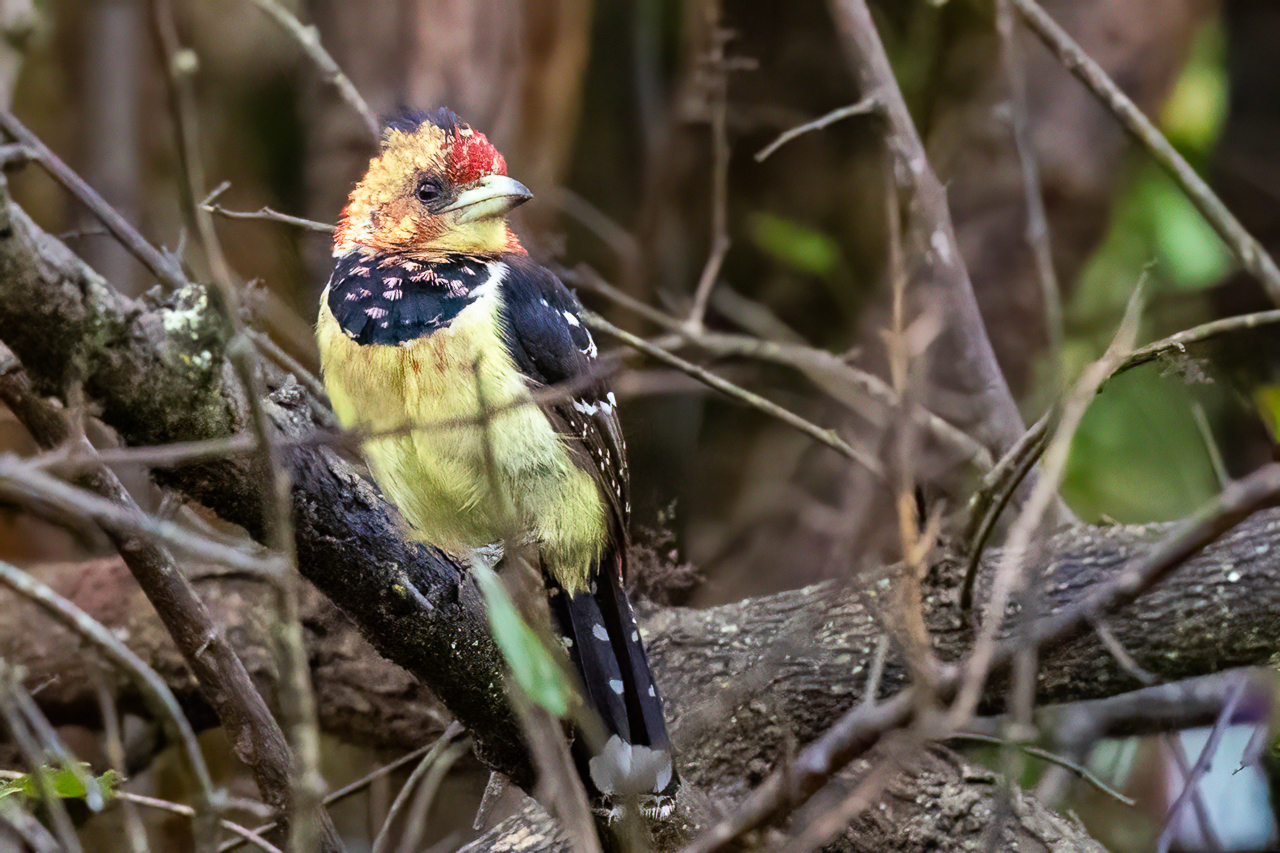 Getting to know the birds of Rwanda – The Barbets – Birds, Wildlife and ...