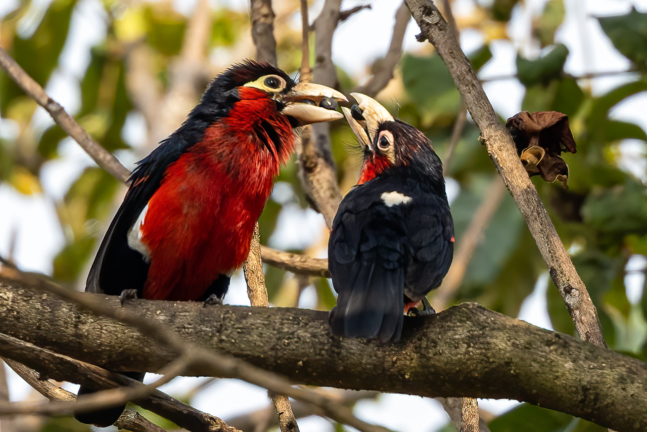 Getting to know the birds of Rwanda – The Barbets – Birds, Wildlife and ...
