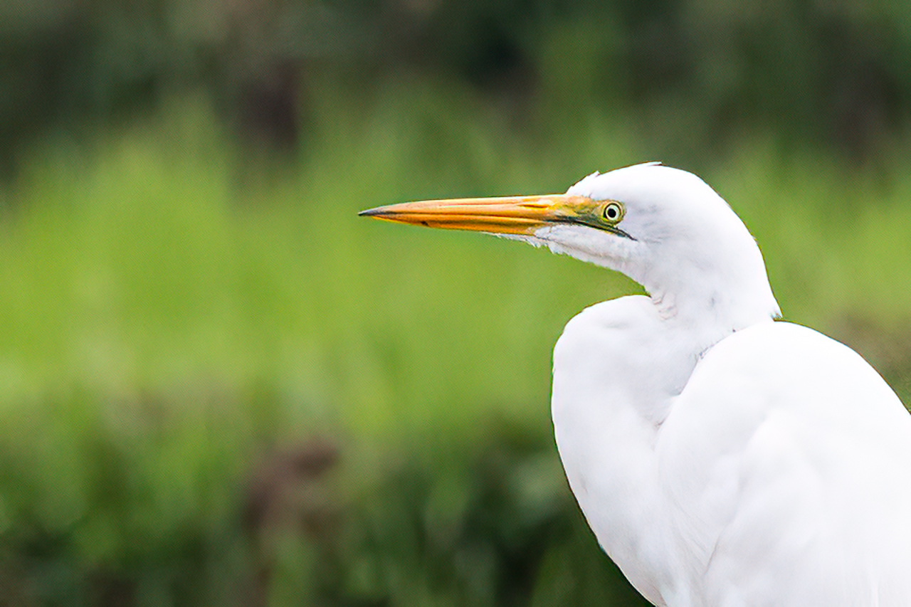Getting to know Rwanda’s Birds – The Egrets – Birds, Wildlife and ...