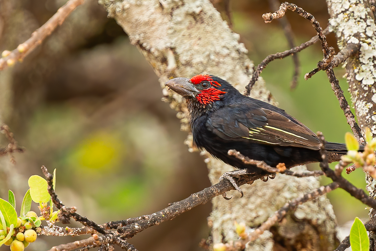 Getting to know the birds of Rwanda – The Barbets – Birds, Wildlife and ...