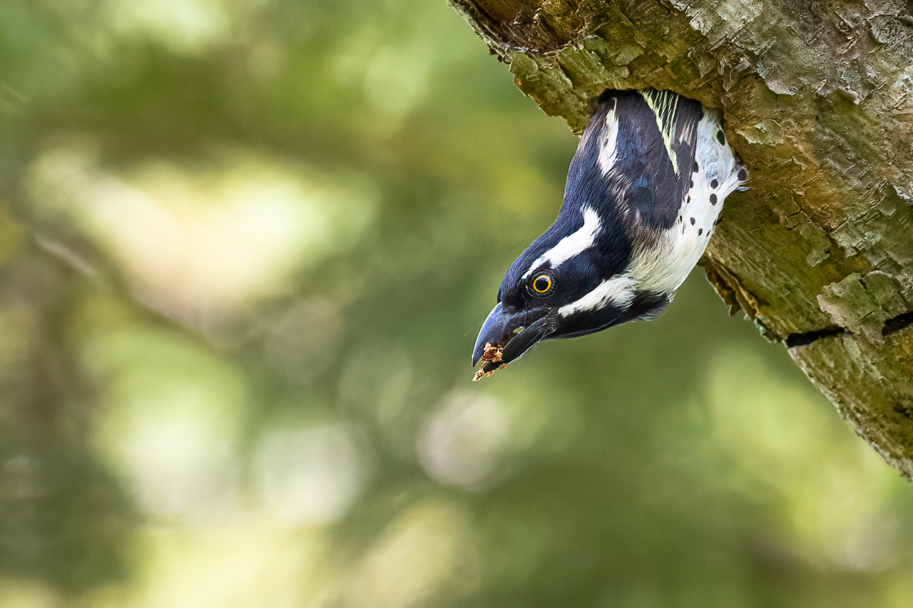 Getting to know the birds of Rwanda – The Barbets – Birds, Wildlife and ...