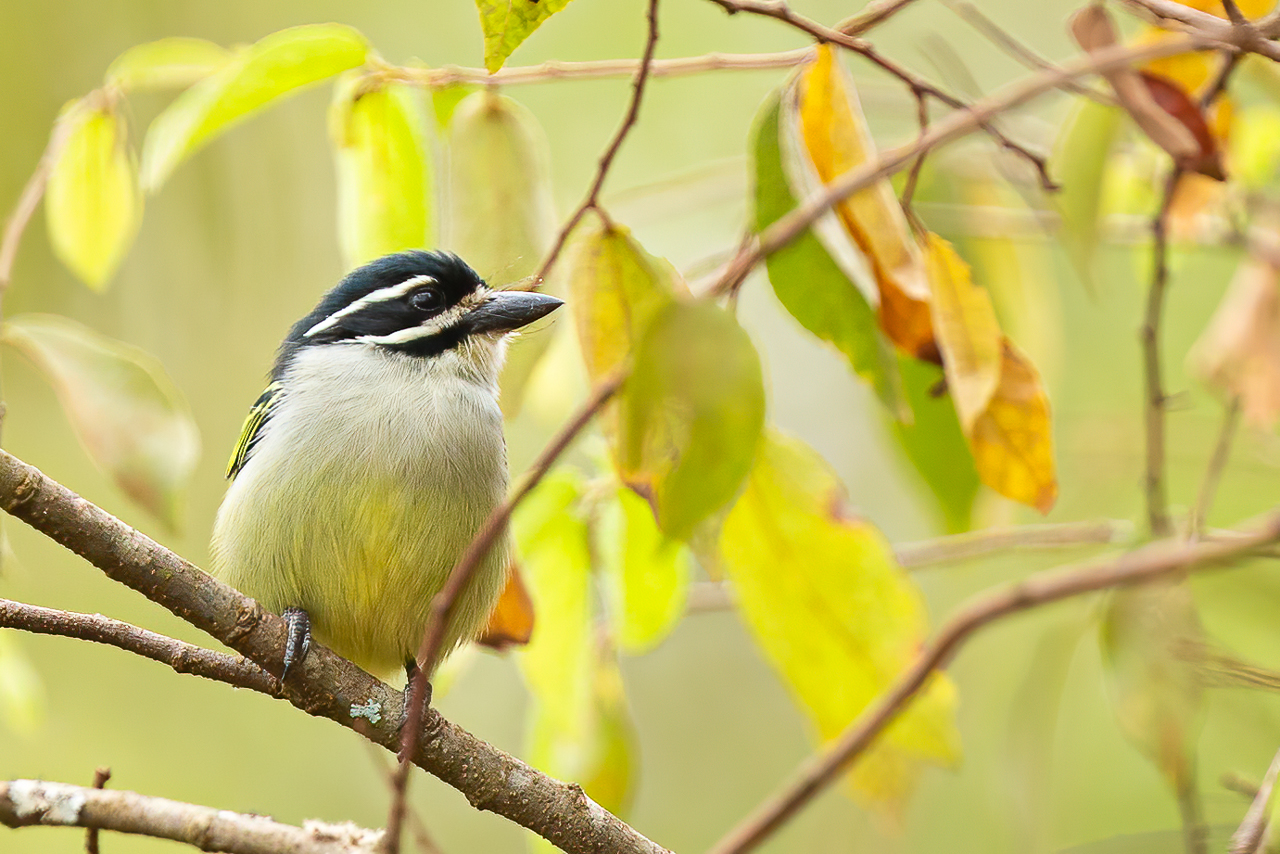 Getting to know the birds of Rwanda – The Barbets – Birds, Wildlife and ...