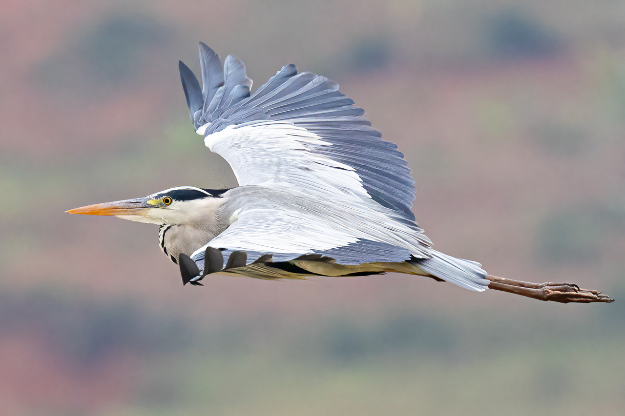 Getting to know Rwanda’s Birds – The Herons and Bitterns – Rwanda's ...
