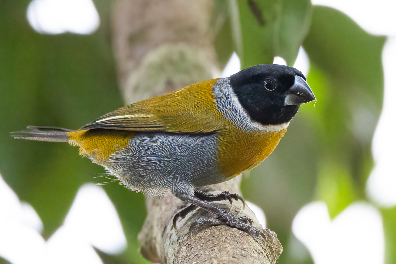 My five favourite places to watch birds in Kigali – Rwanda's Birds ...
