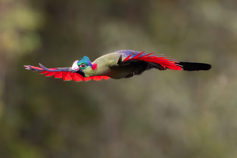 Getting to know Rwanda’s Birds – The Turacos – Rwanda's Birds, Wildlife ...